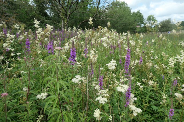 Happy Christmas 2025 – Butterfly Conservation Ireland