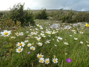 Butterfly Conservation Ireland – Irish Butterfly Website